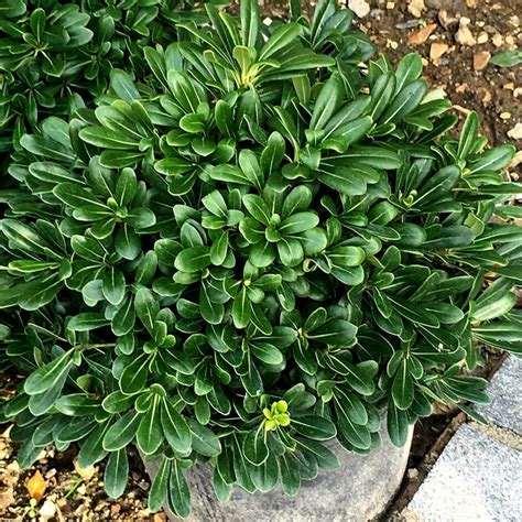 Pittosporum Japones