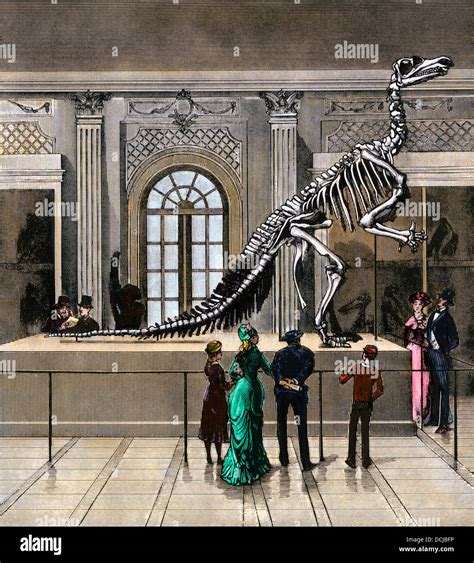 Iguanodon Skeleton Dinosaurs Hastings Museum And Art Gallery
