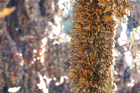 On The Path Of Monarch Butterfly Migration In Mexico National Geographic