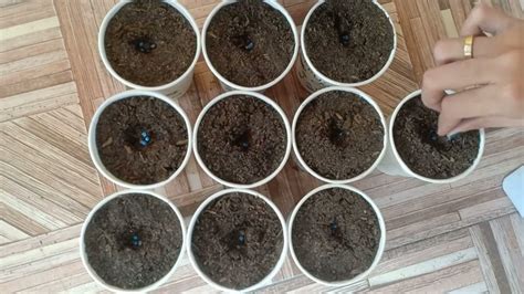 SEXUAL PROPAGATION YouTube