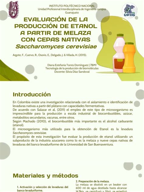 Presentación Etanol Pdf Fermentación Levadura