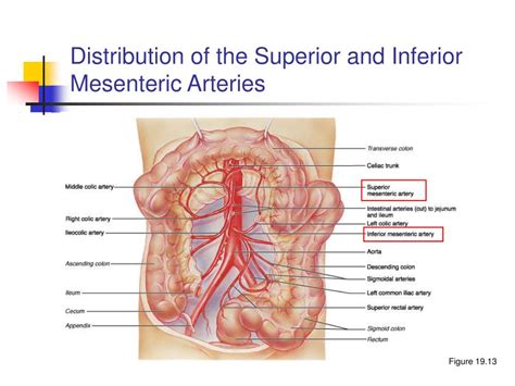 Ppt Abdominal Vessels Powerpoint Presentation Free Download Id1184526