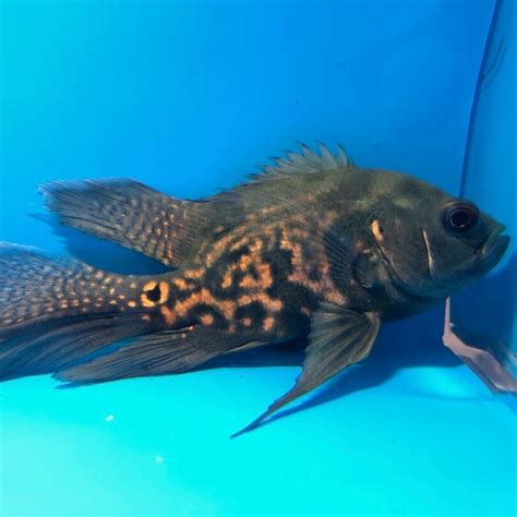 Longfin Red Tiger Oscar For Sale Exotic Fish Shop 774 400 4598
