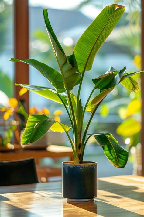 How To Prune A Banana Tree For Optimal Growth