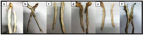 Figure 6 From Exploring The Biocontrol Efficacy Of Trichoderma Spp Against Rigidoporus