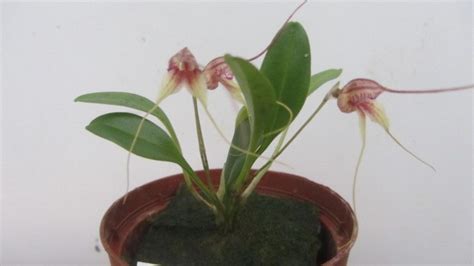 Masdevallia Nidifica Masdevallia Orchide Gartneriet Vchristiansen
