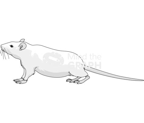 Free Rat Stretch Attend Posture Icons Symbols Pictures And Images