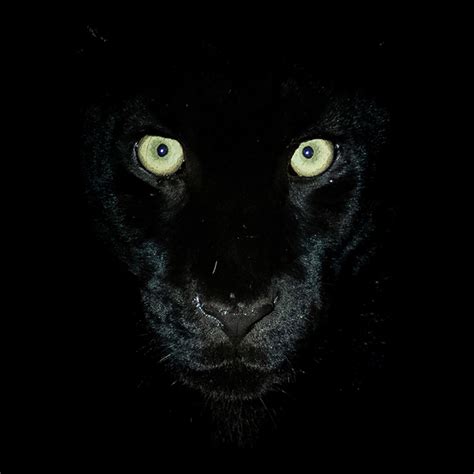 Black Panther