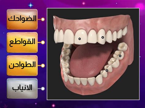 أنواع الأسنان Labelled Diagram