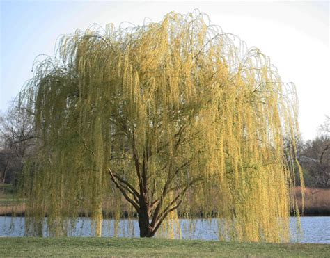 14 Types Of Willow Tree Lower Classifications And Shrubs Eathappyproject