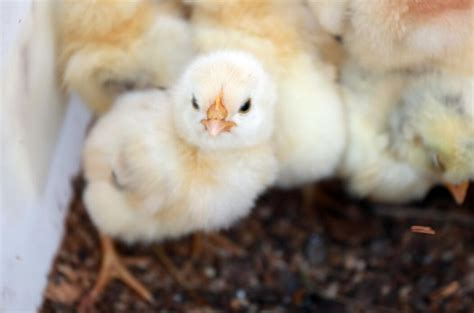 U Požaru Gospodarskog Objekta Stradalo I Nekoliko Desetaka Pilića Sibhr