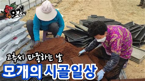 모개의일상 고추씨 파종하는 날 농사는 장비빨 고추씨 파종기~ 시골일상 Youtube