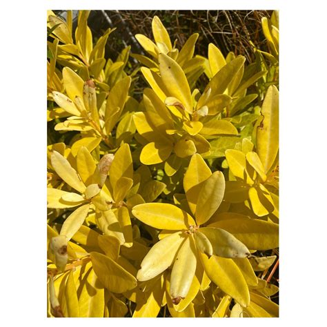 Illicium Parviflorum Florida Sunshine Seeding