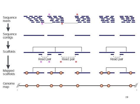 Ppt Pre Genomic Era Finding Your Own Clones Powerpoint Presentation