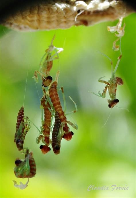 Nacimiento De Mantis Fotografia
