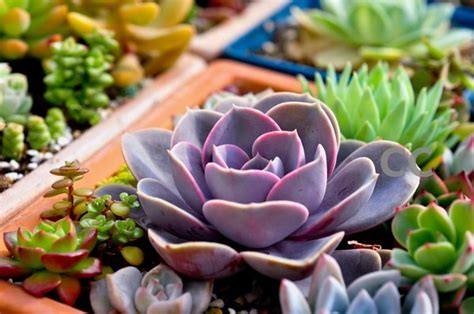 纽伦堡珍珠Echeveria Perle Von Nurnb 高清图片堆糖美图壁纸兴趣社区