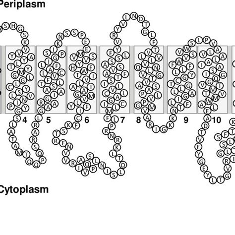 Schematic Drawing Of The Predicted Secondary Structure Of Glucuronide Download Scientific