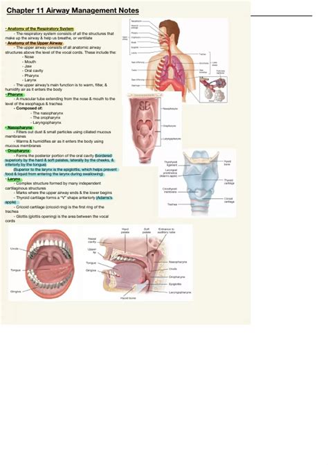 Chapter 11 Airway Management Emt B Emergency Medical Technician Basic Stuvia Us