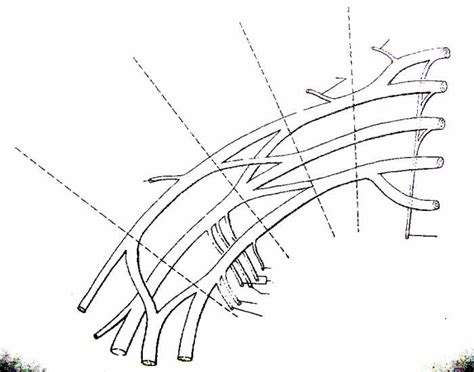Brachial Plexus Plexus Brachialis Cat 3d Model By Vetanatmunich My Xxx Hot Girl