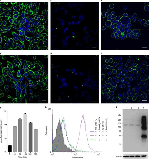 Selective Editing And Imaging Of Core Fucosylated N Glycans On A Living