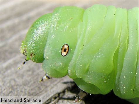 Head And Spiracle