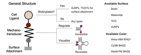 Available Probes And Surface — Center On Probes For Molecular