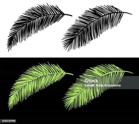 열대 잎 세트 야자수 잎 흰색과 검은색 배경에 격리된 손 드로잉을 간략하게 설명합니다 디자인 엽서 패턴 인쇄물 배너에 적합합니다 스톡 벡터 일러스트레이션 0명에 대한 스톡