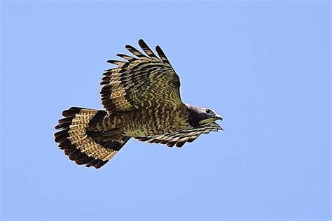 ハチクマ Wing spot 徳島の野鳥たち
