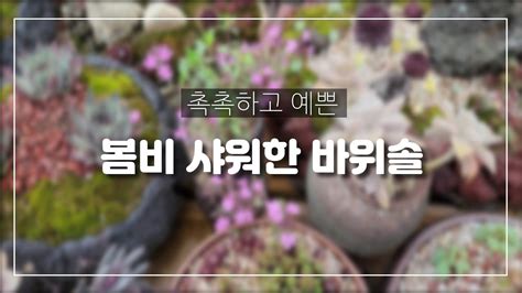 봄비 샤워한 바위솔들 알붐 단풍세덤 브론즈바위솔 벨벳바위솔 Youtube