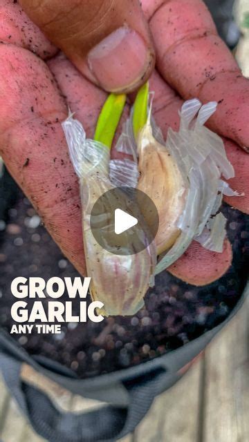 Char Marv Planted In The Garden On Instagram If You Allow Garlic To Have A Cold Period For