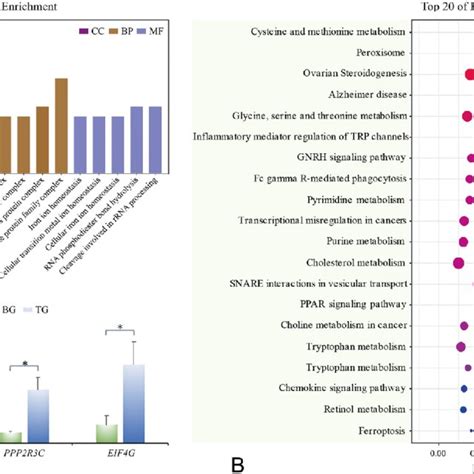 The Bioinformatic Enrichment And Expression Analysis Of Candidate Download Scientific Diagram