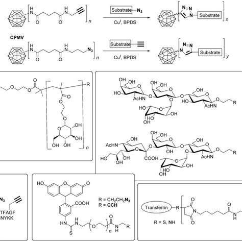 Diverse Functionality Polymers Oligosaccharides Peptides Proteins