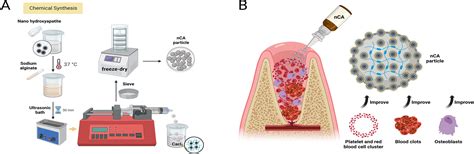 Hydroxyapatitecalcium Alginate Composite Particles For Hemostasis And Alveolar Bone