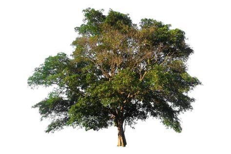 Adult Tree Stock Photos Royalty Free Adult Tree Images Depositphotos