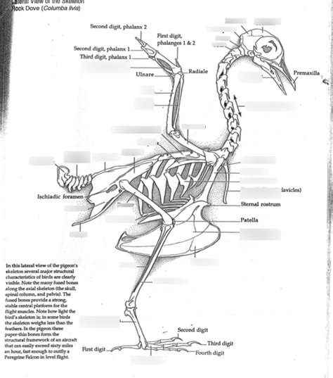 Bird Skeleton Diagram Quizlet