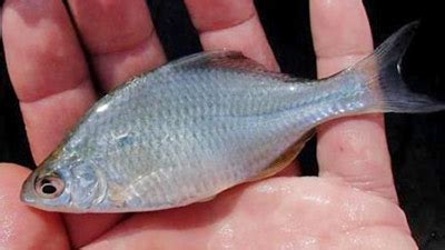 マブナ ヘラブナ ゲンゴロウブナの違いと見分け方 ファボック アウトドア