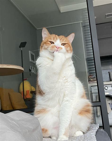 котэ прикольные картинки с кошками смешные картинки и другие приколы комиксы гиф анимация