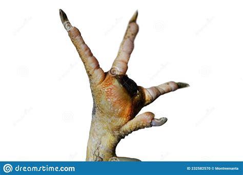 Pododermatitis Or Bumble Foot Disease On Chicken Paws Isolated On White