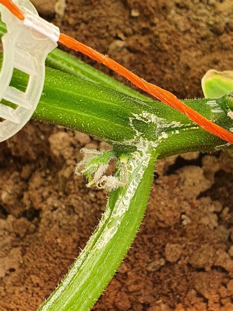 Cucumber Stem White And Splitting In The Ask A Question Forum