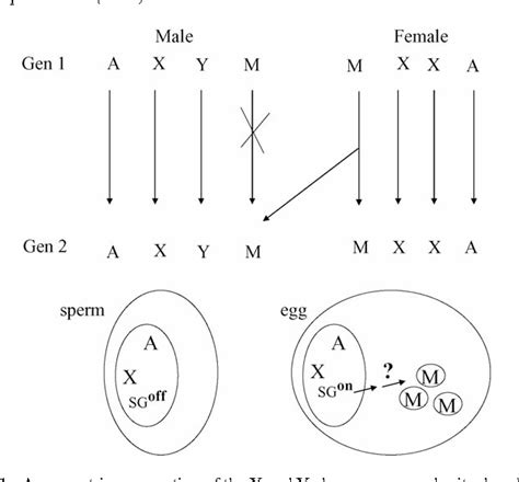 Figure 1 From Sex Specific Regulation Of Aging And Apoptosis Semantic Scholar