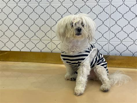 말티즈 쪼쪼 포메라니안특징 푸들특징 토이푸들특징 골든리트리버특징 래브라도리트리버특징 닥스훈트특징 도베르만특징 말티치특징 말티폼특징 보더콜리특징 프렌치불독특징 빠삐용특징