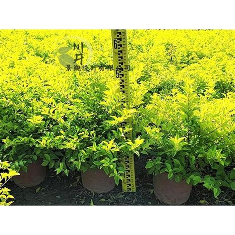 金露花產品優惠推薦 川井景觀設計有限公司