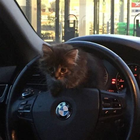 Stream жопа с ушами Music Listen To Songs Albums Playlists For Free On Soundcloud