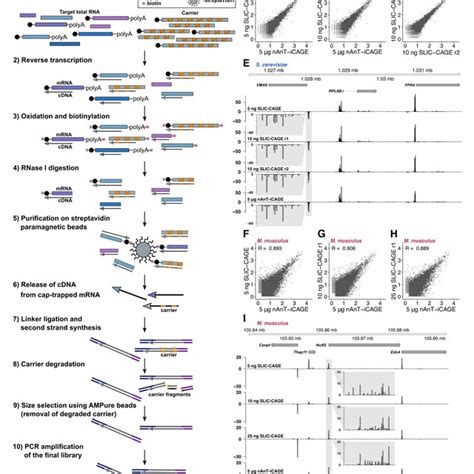 Slic Cage Development And Assessment A Schematics Of The Slic Cage Download Scientific