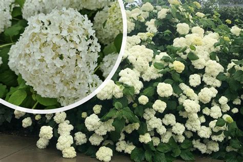 Hortensia Strong Annabelle Incrediball Kopen En Combineren