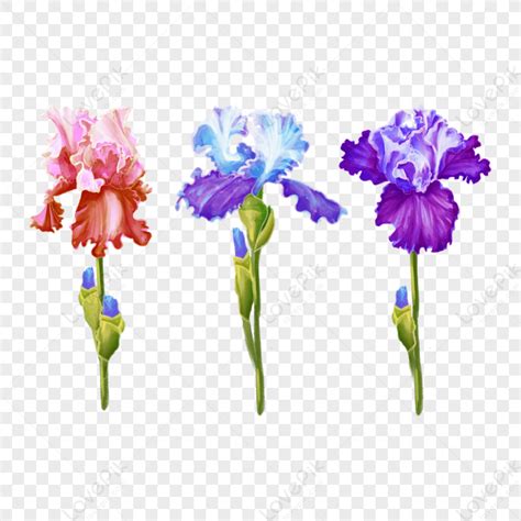 수채화 아이리스 꽃 일러스트 일러스트잎 나비 장미여자소녀 Png 일러스트 무료 다운로드 Lovepik
