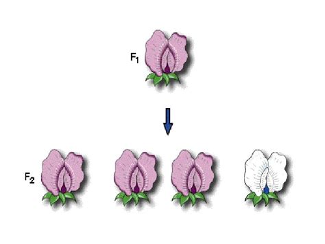 Genetics The Study Of Patterns Of Inheritance And