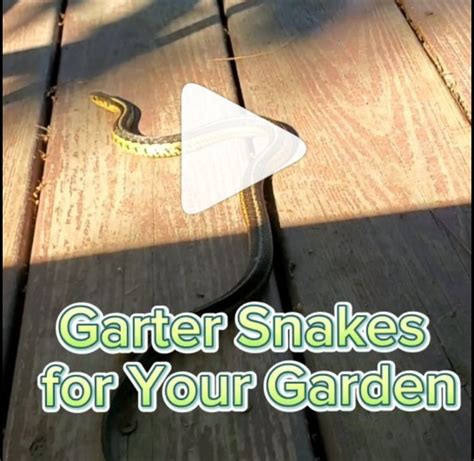 Garter Snakes For Your Garden Realize Permaculture Homestead