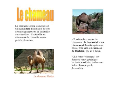 Le Chameau Pdf