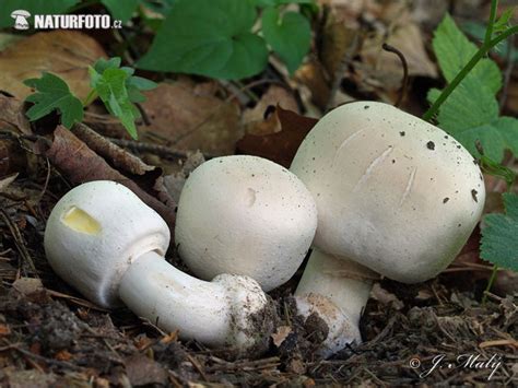 Agaricus Xanthoderma Pictures Yellow Stainer Images Nature Wildlife Photos Naturephoto